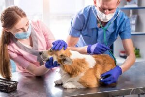 Veterinary Medical Waste Services in South East Florida